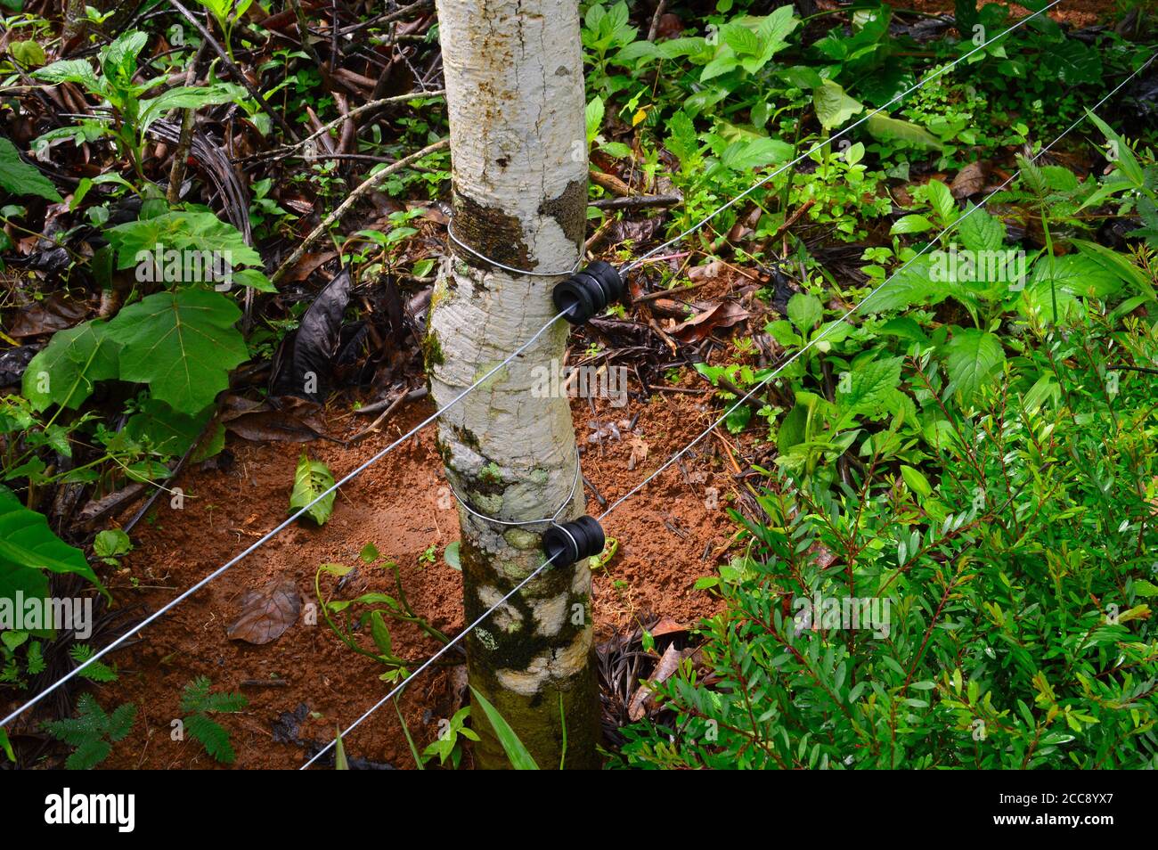 image shows a closeup of electric wiring used to keep small pests like ...