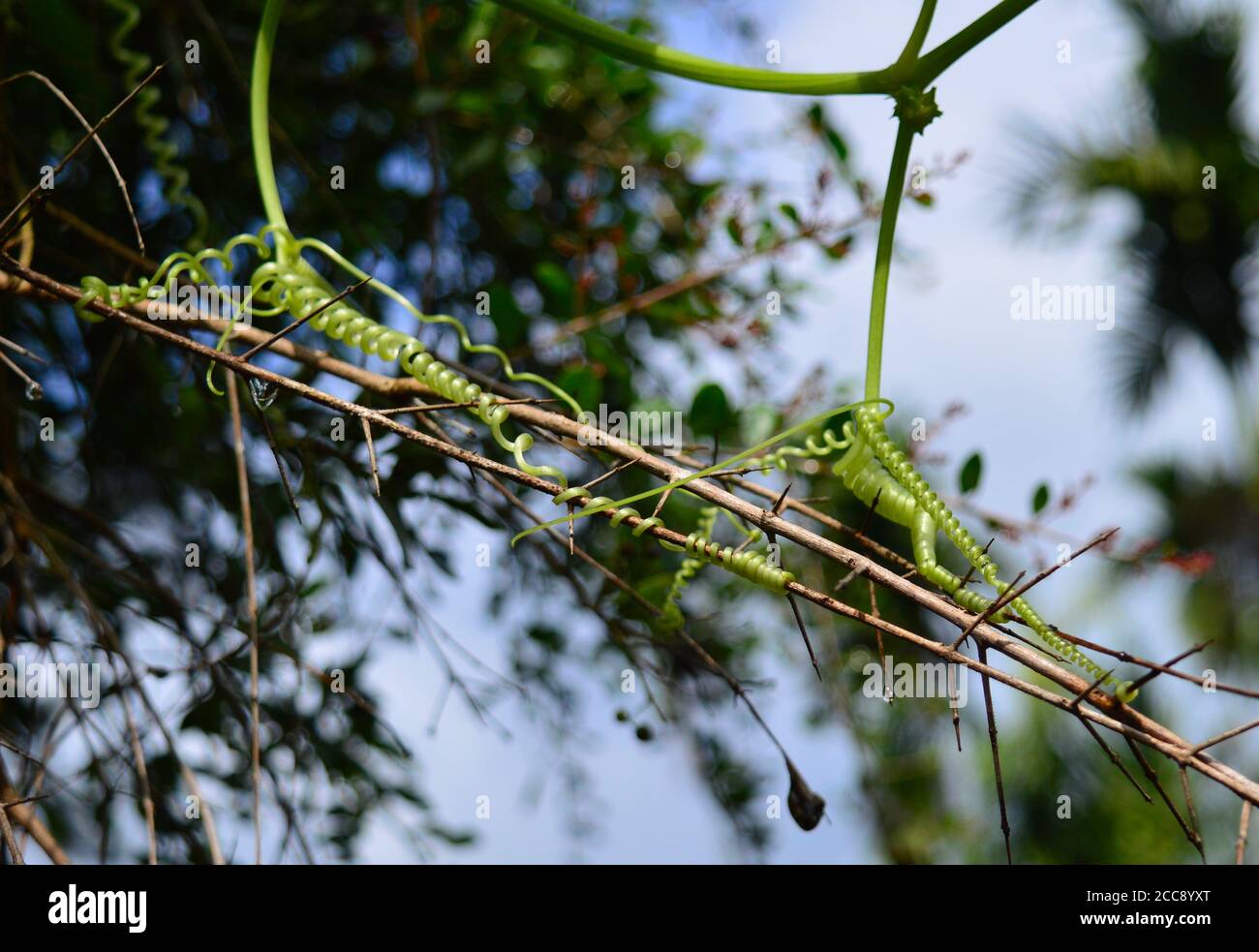 tendrils or runners of a vine holding on to branches. a tendril is a ...