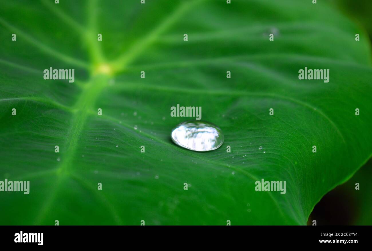 closeup image of dew drops on a leaf with the light refracting. The ...
