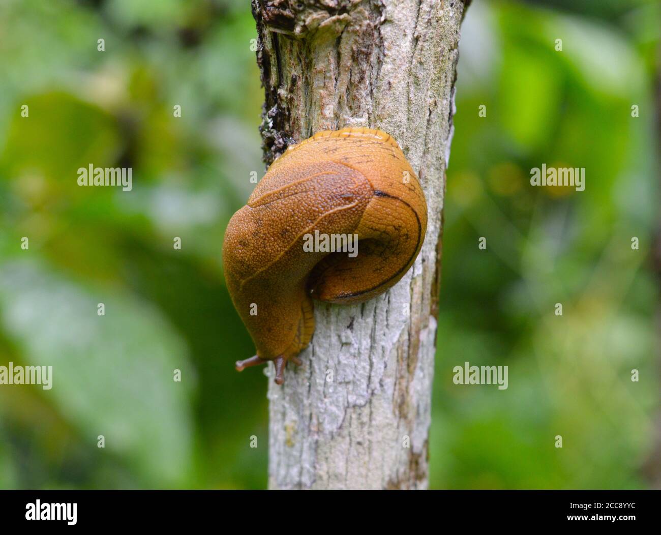 snail on a tree branch. Tree snail is a common name that is applied to ...