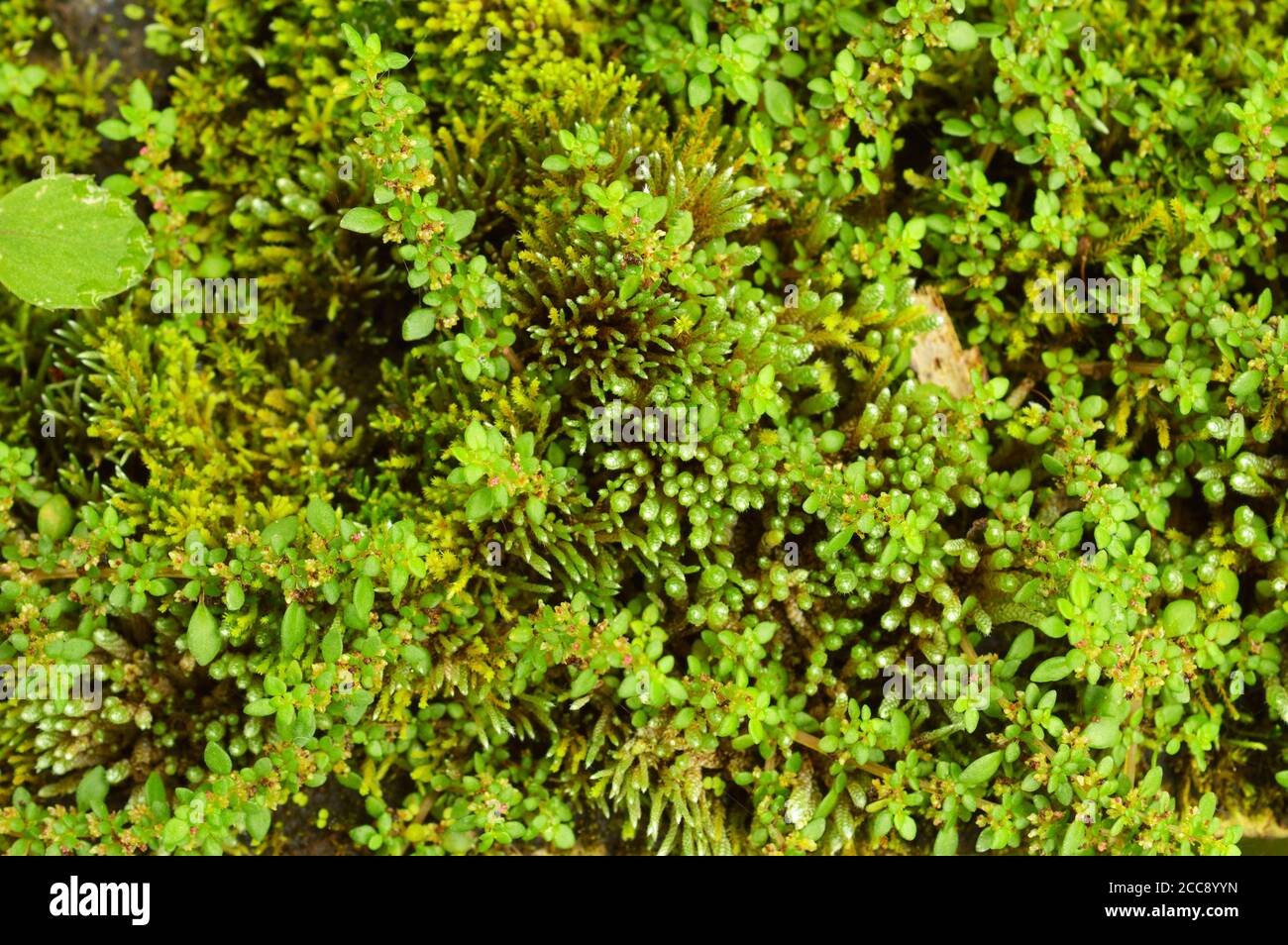 different shapes and sizes of leaves and flowers on moss. The macro ...