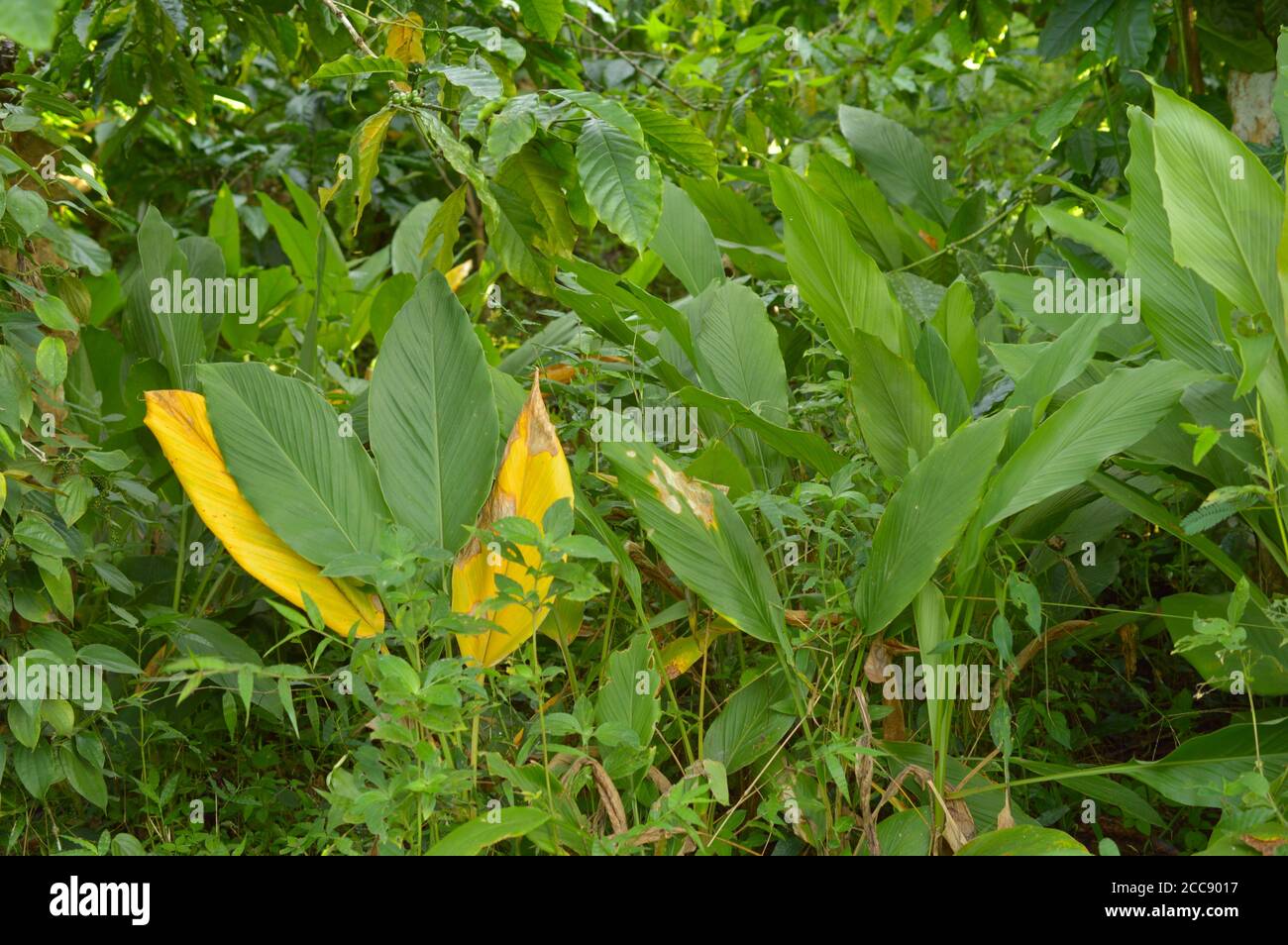 Turmeric plants at a farm. Turmeric contains a yellow-colored chemical ...