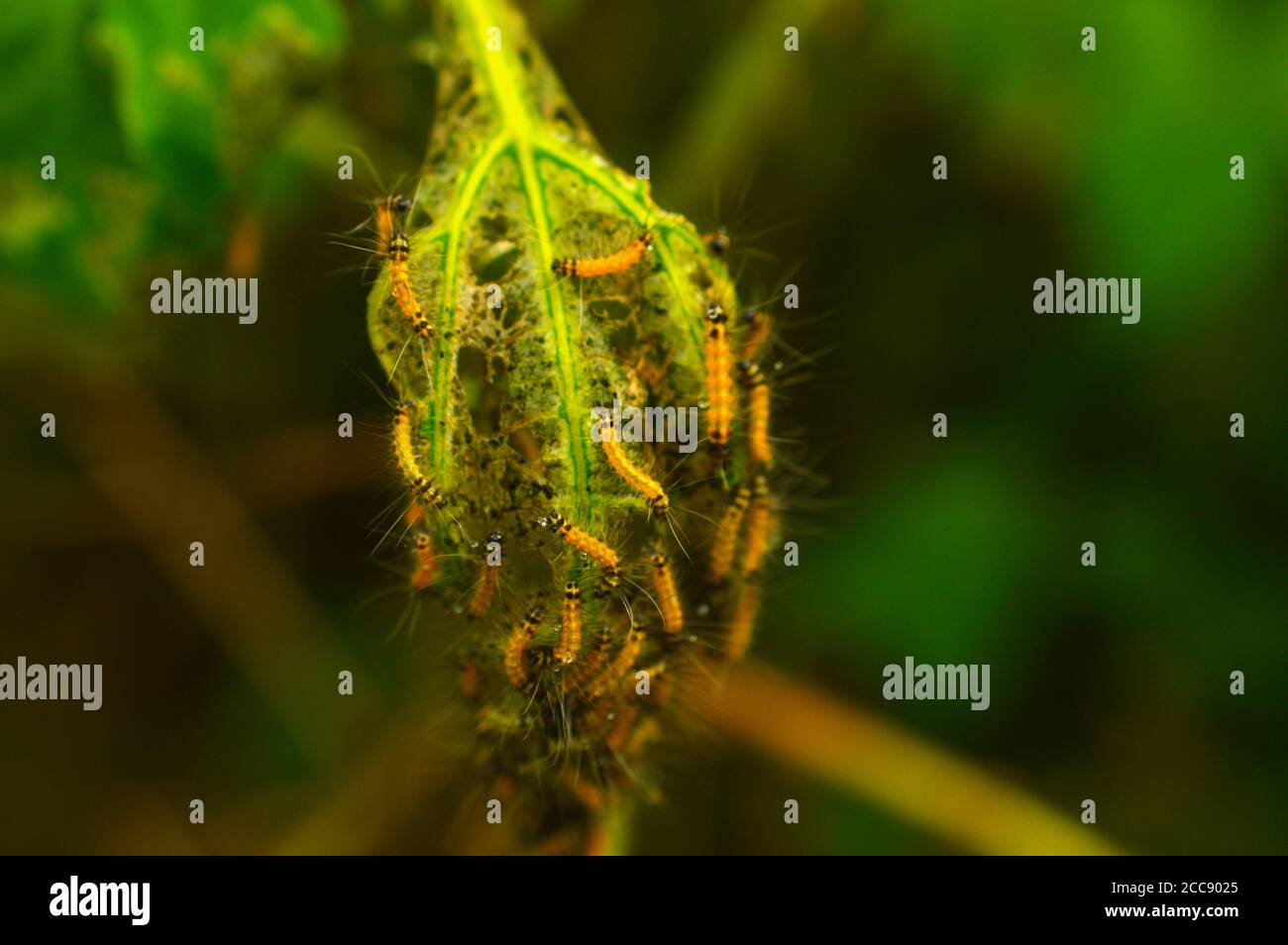 Voracious feeders hi-res stock photography and images - Alamy