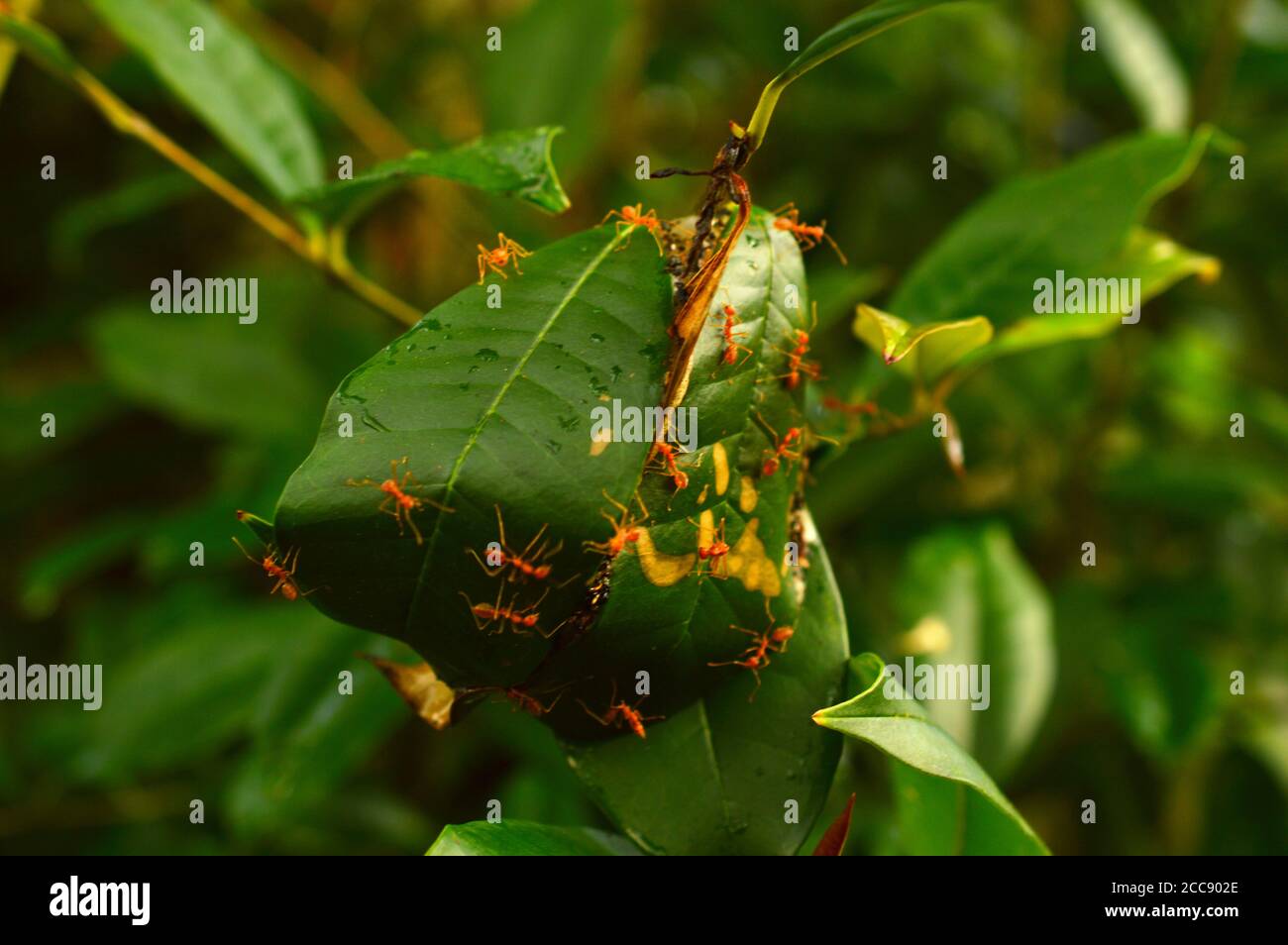 small nest being built by weaver ants. Weaver ants live in trees (they ...