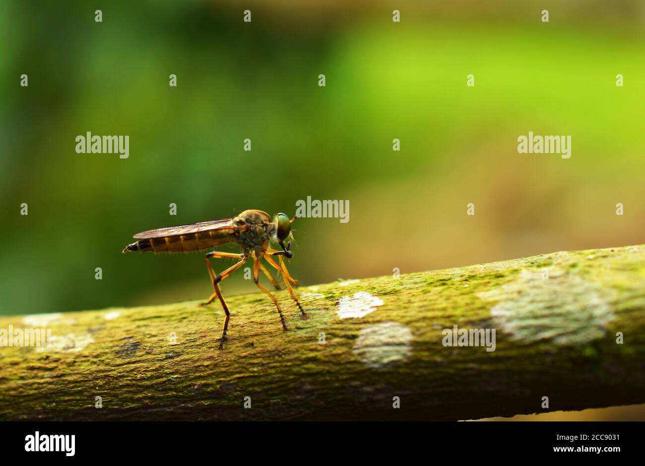 a beautiful and colourful wasp on a branch. Some parts of the wasp are ...