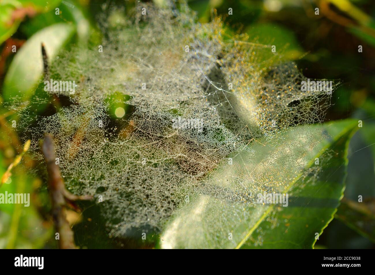The silk thread of a spider's web is made up of rough hydrophillic ...