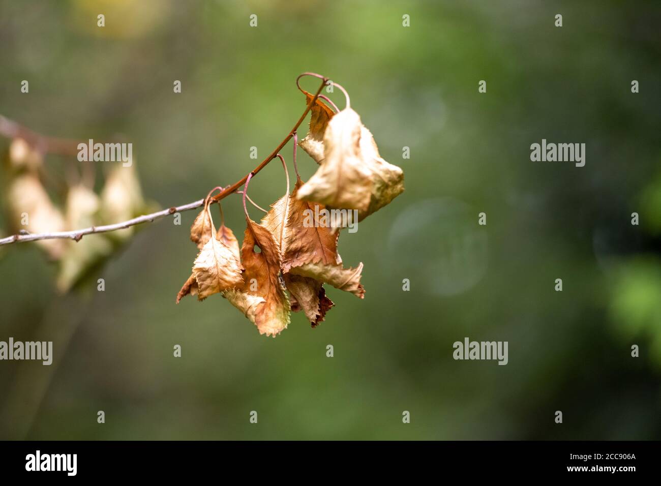 Closeup picture of brown-red leaves on a cherry tree branch. Green ...