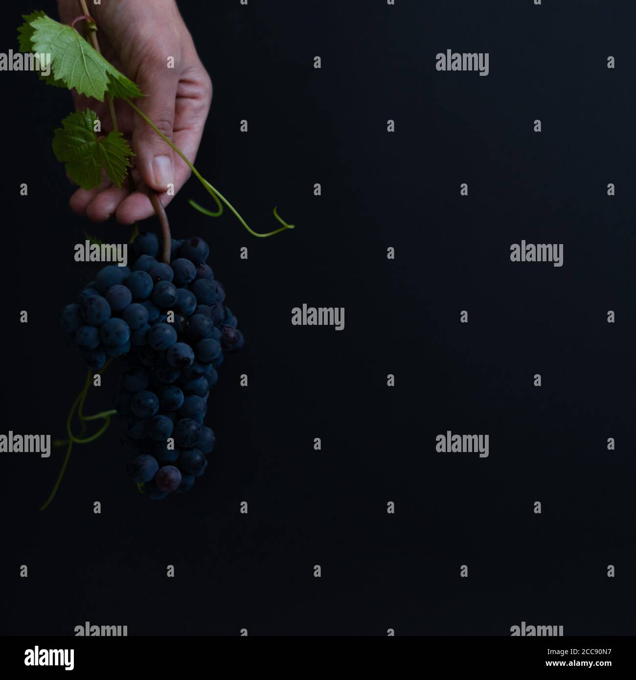Woman hand holding bunch of grape on black background. Food fine art concept Stock Photo - Alamy