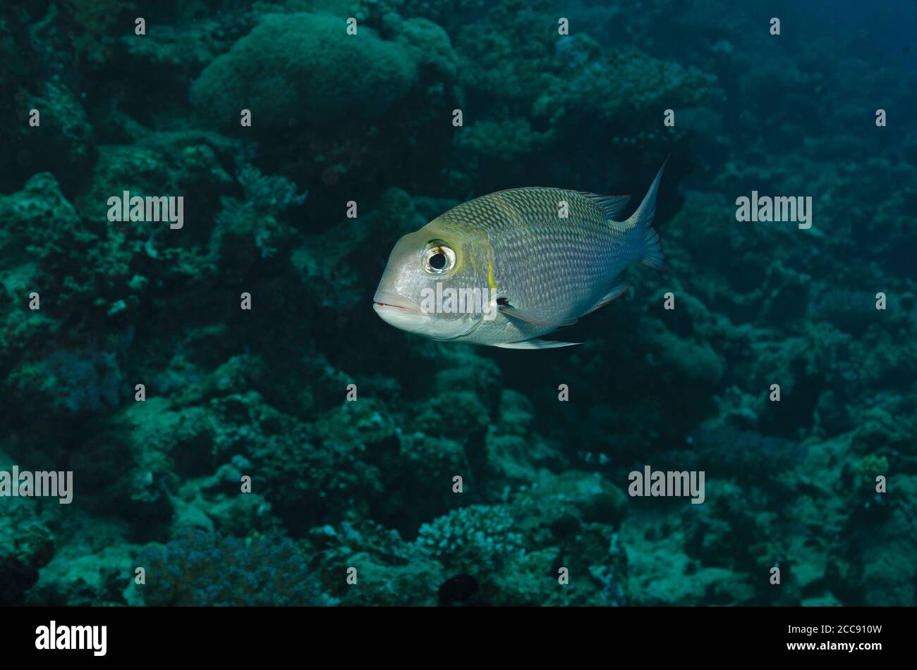 Big eye sea bream hi-res stock photography and images - Alamy