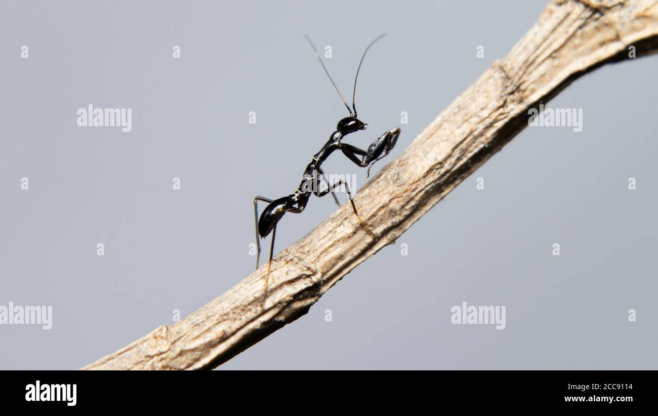 𝗔𝘀𝗶𝗮𝗻 𝗔𝗻𝘁 𝗠𝗮𝗻𝘁𝗶𝘀 on a branch Stock Photo - Alamy