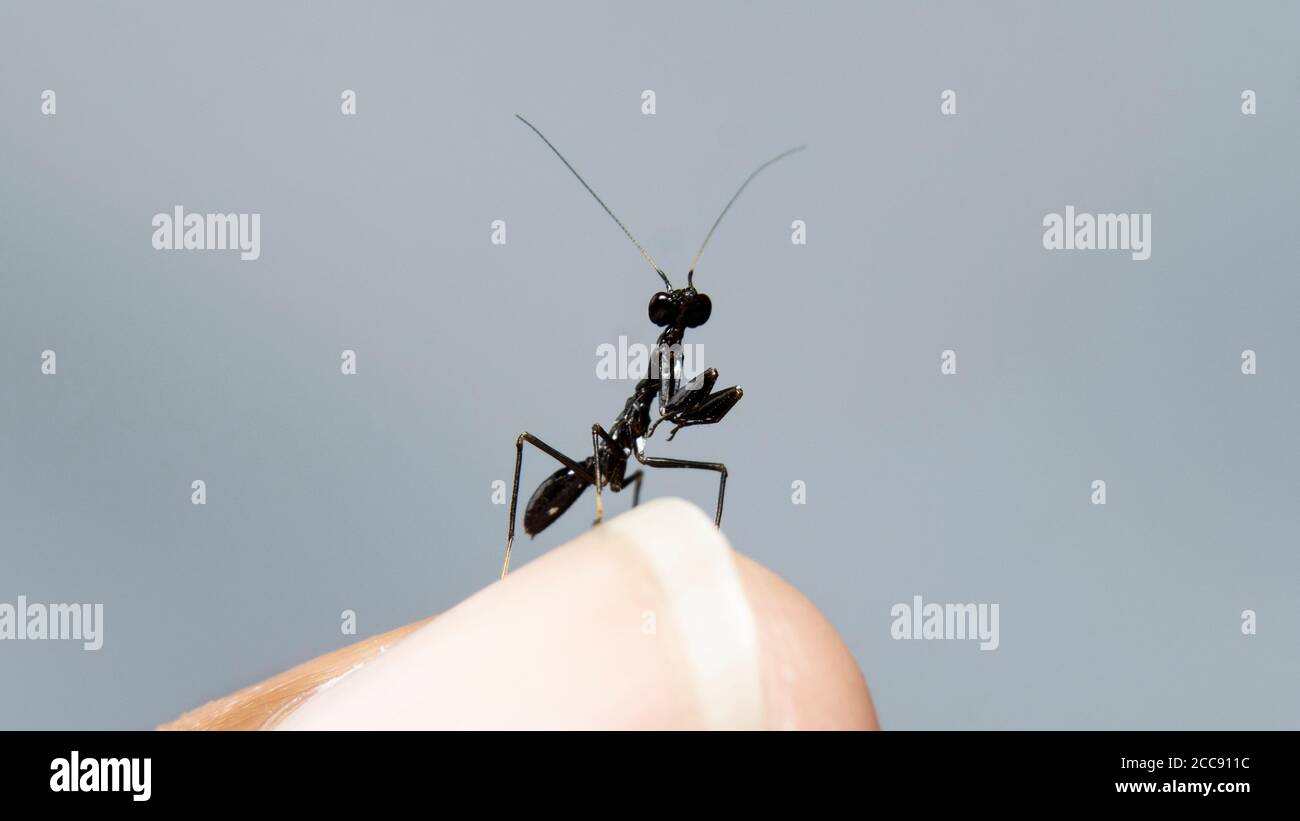 𝗔𝘀𝗶𝗮𝗻 𝗔𝗻𝘁 𝗠𝗮𝗻𝘁𝗶𝘀 on finger tips Stock Photo - Alamy