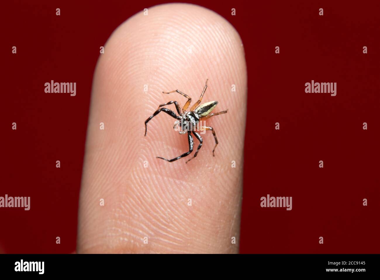 Chrysilla Jesudasi on finger Stock Photo - Alamy