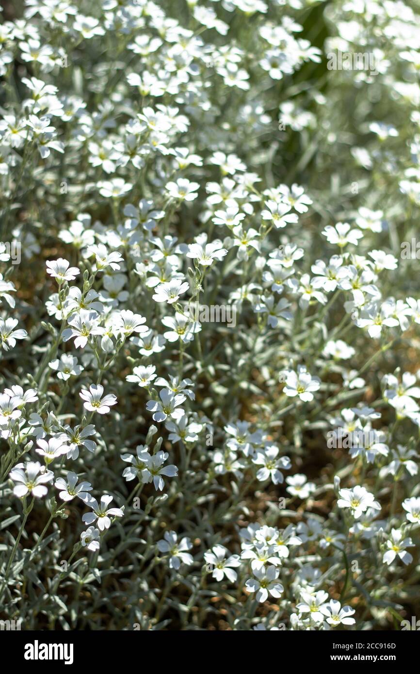 White small flowers blooming Stock Photo - Alamy