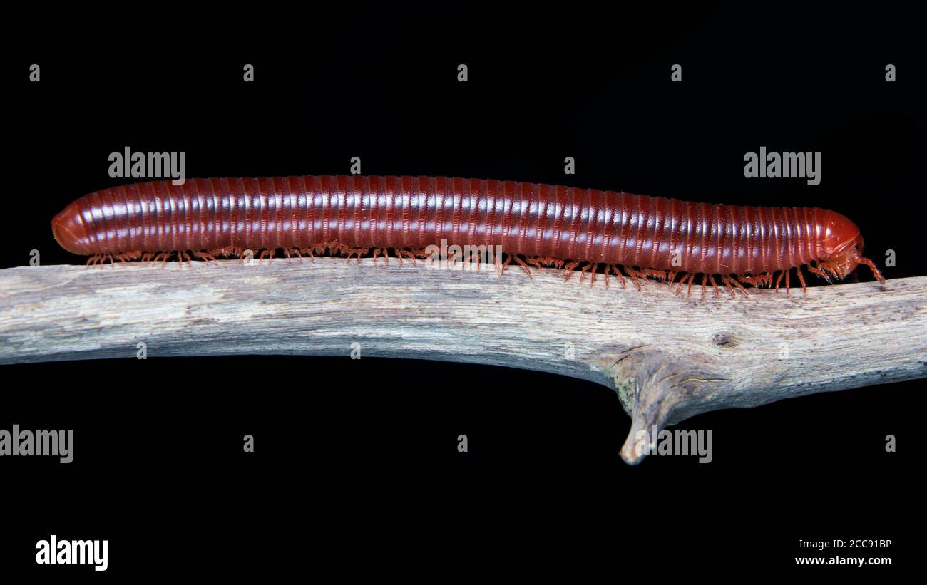 Common Asian Millipede face closeup Stock Photo - Alamy