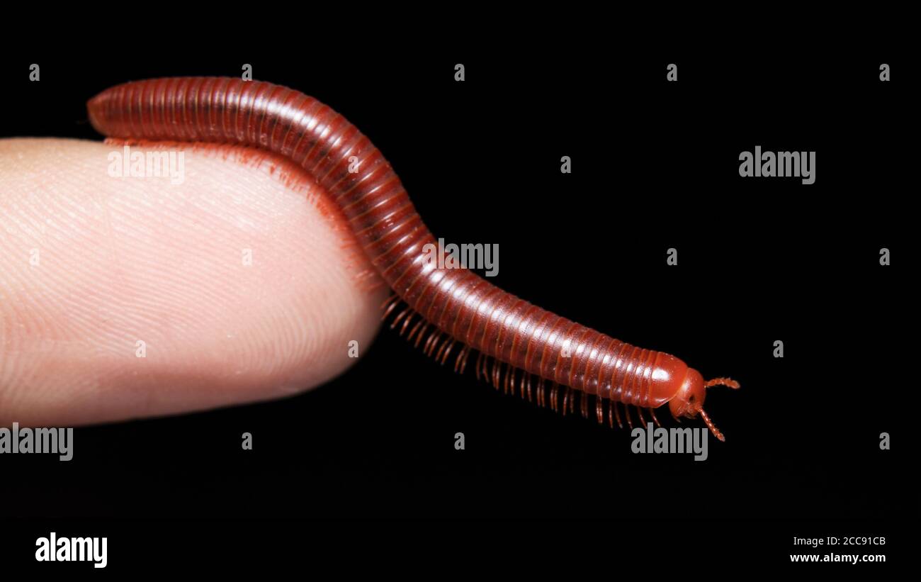 Asian Millipede High Resolution Stock Photography and Images - Alamy