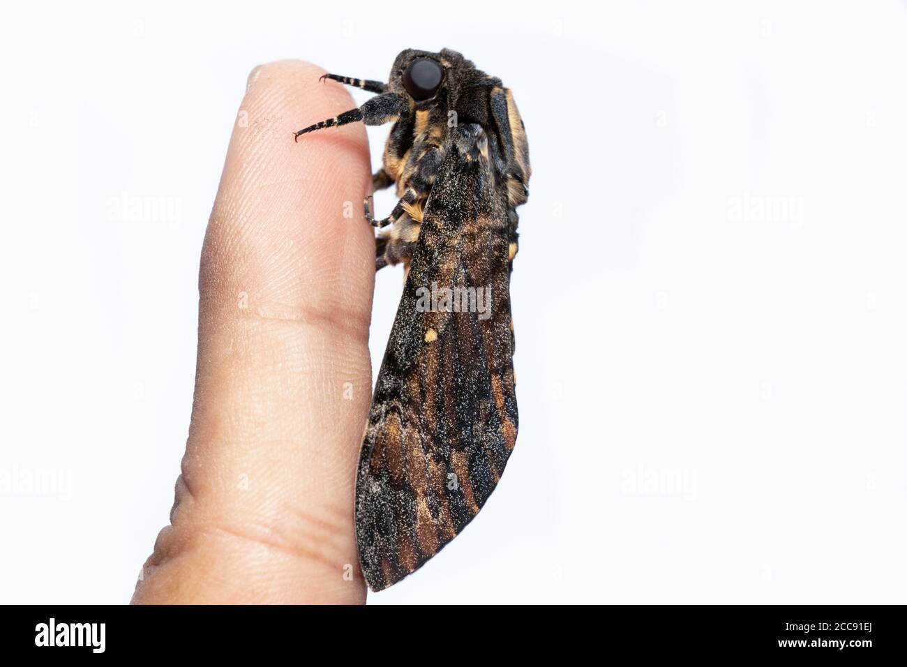 Lesser deaths head hawkmoth hi-res stock photography and images - Alamy