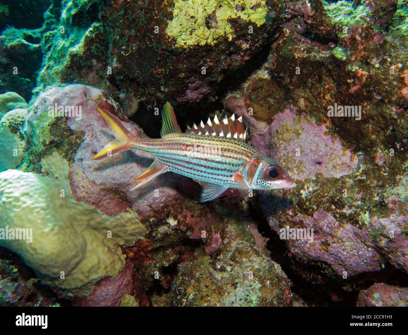 Sammara squirrelfish, Neoniphon sammara, Marsa Alam, Red Sea, Egypt ...