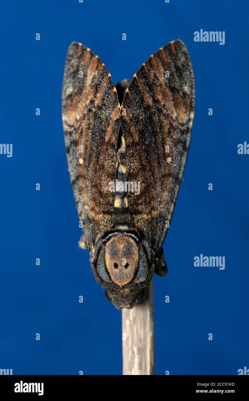 Deaths head fly hi-res stock photography and images - Alamy