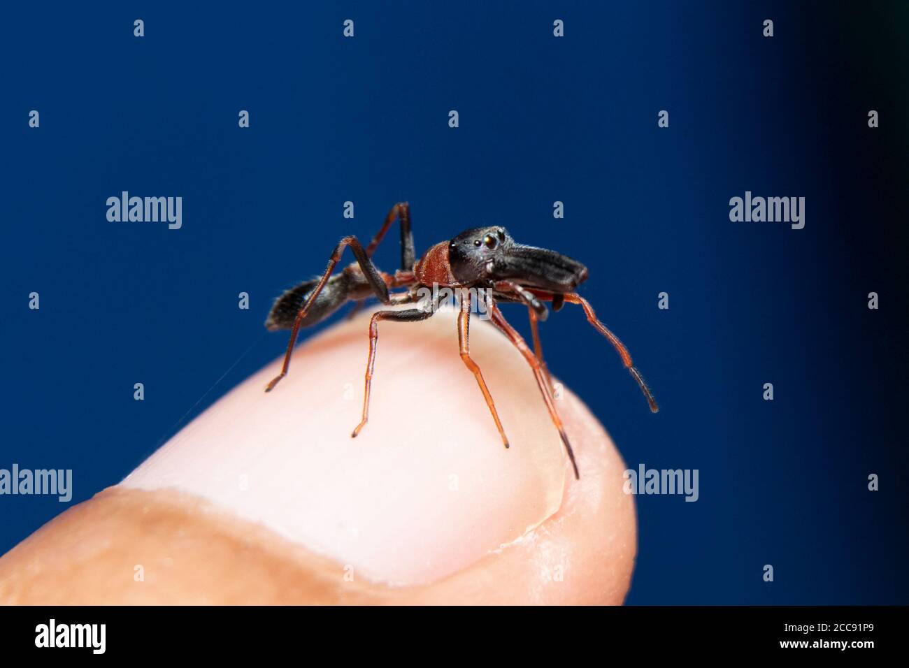 male 𝐑𝐞𝐝 & 𝐁𝐥𝐚𝐜𝐤 𝐀𝐧𝐭 𝐌𝐢𝐦𝐢𝐜𝐤𝐢𝐧𝐠 𝐉𝐮𝐦𝐩𝐢𝐧𝐠 𝐒𝐩𝐢𝐝𝐞𝐫 on finger Stock Photo - Alamy