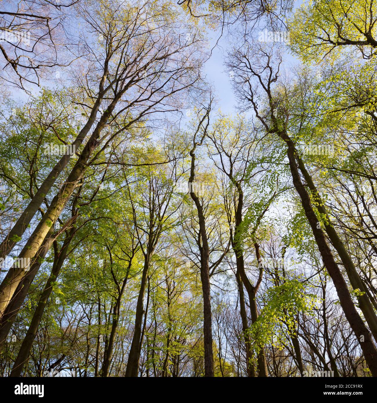 Worms eye view forest hi-res stock photography and images - Alamy