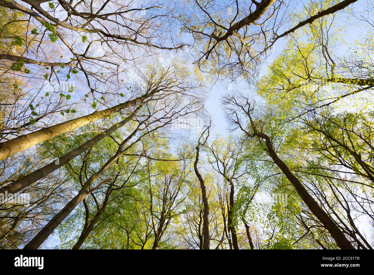 Worms eye view forest hi-res stock photography and images - Alamy