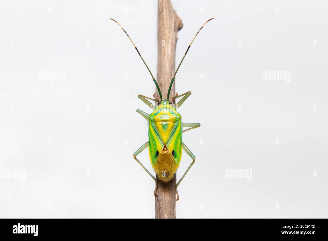Shield bug sit on a branch Stock Photo - Alamy