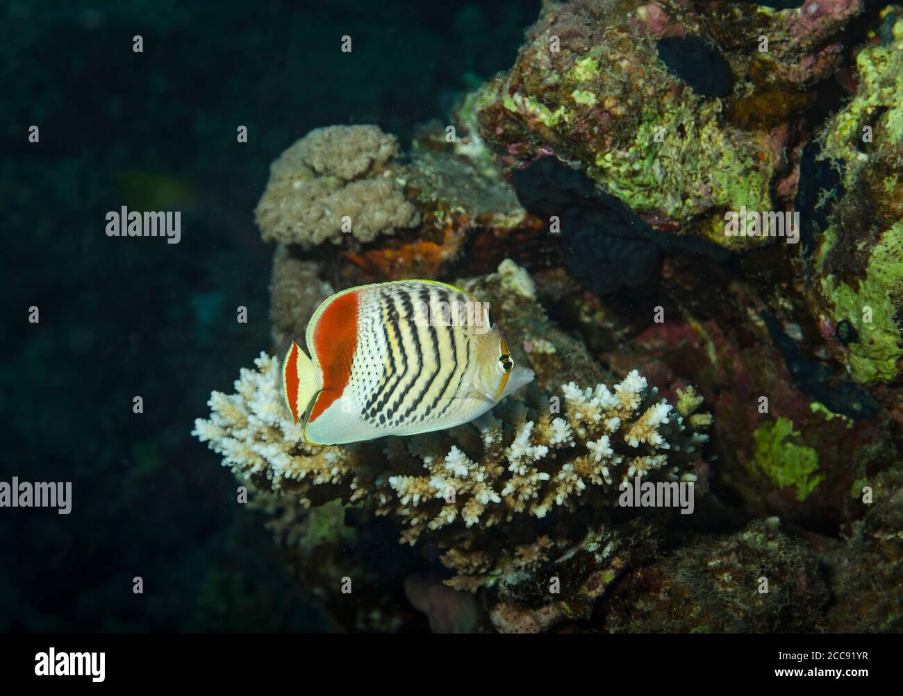 Crown butterflyfish, Chaetodon paucifasciatus, on coral reef, Marsa ...