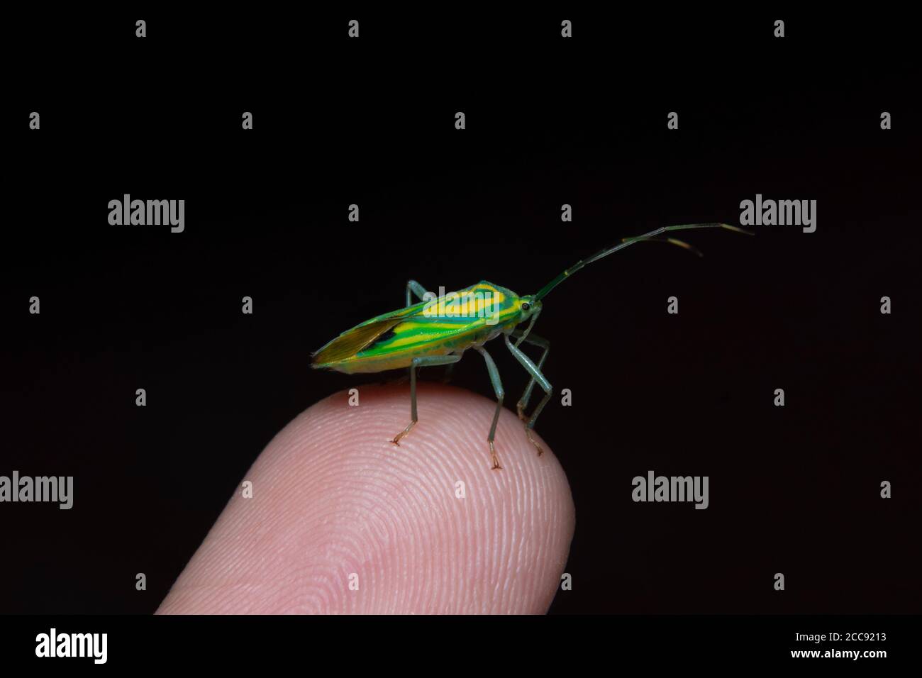 Stink finger hi-res stock photography and images - Alamy