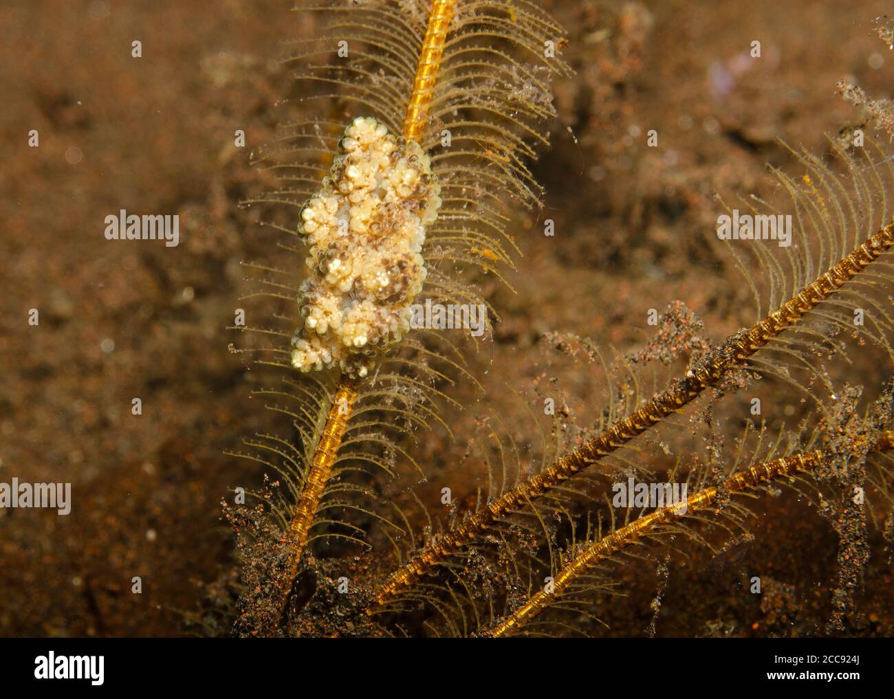 Egg cluster hi-res stock photography and images - Alamy