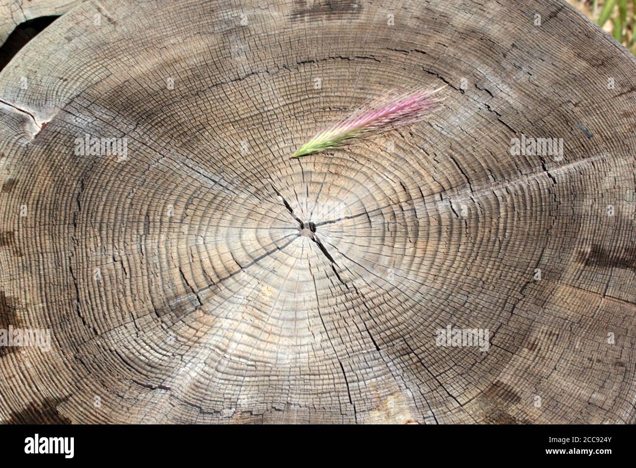 Tree ring abstract background textured Stock Photo - Alamy