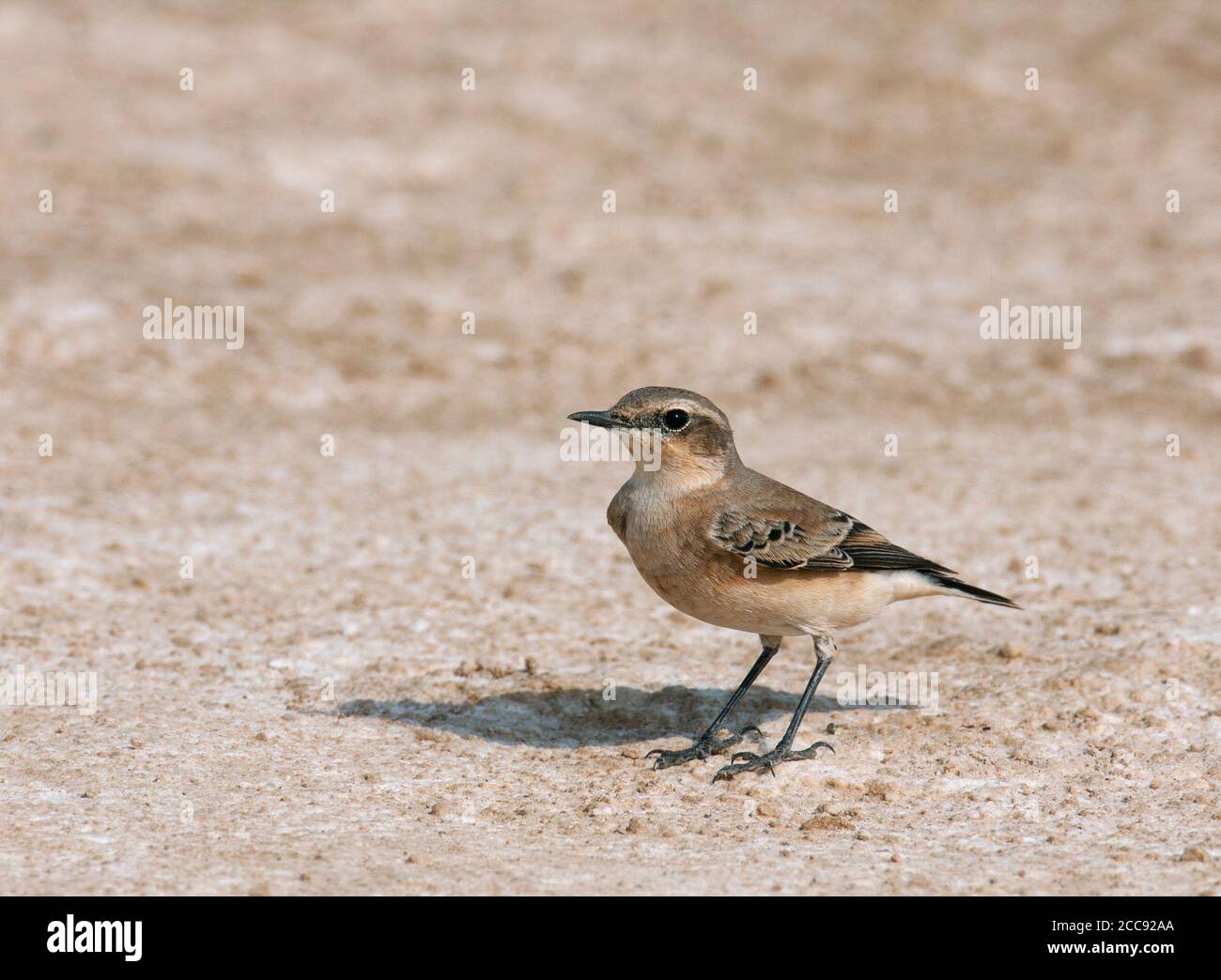 Black eared wheatear autumn hi-res stock photography and images - Alamy