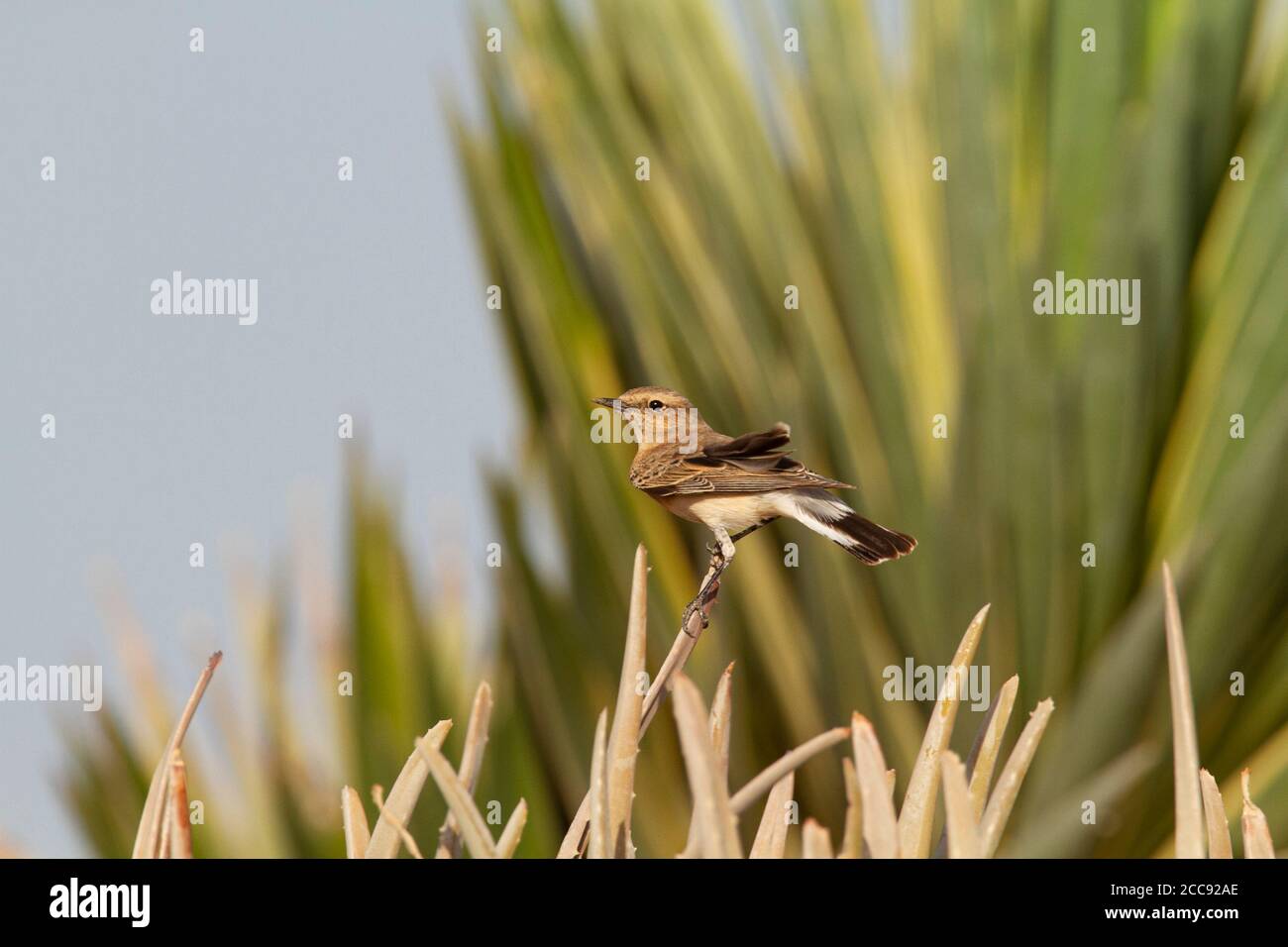 Black eared wheatear autumn hi-res stock photography and images - Alamy