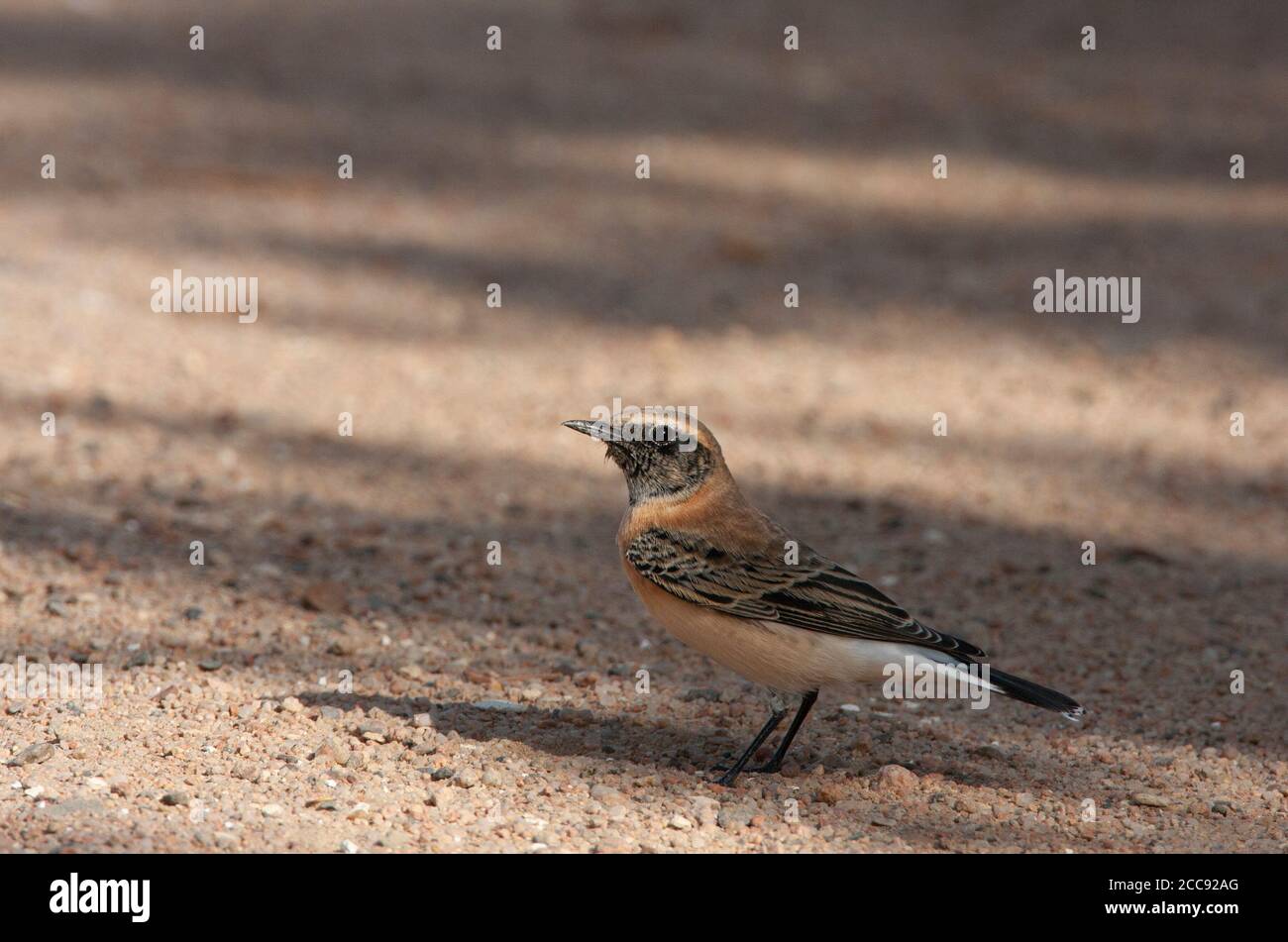 Black eared wheatear autumn hi-res stock photography and images - Alamy