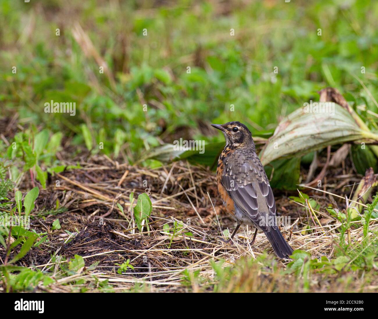 Juvenile american robin hi-res stock photography and images - Alamy