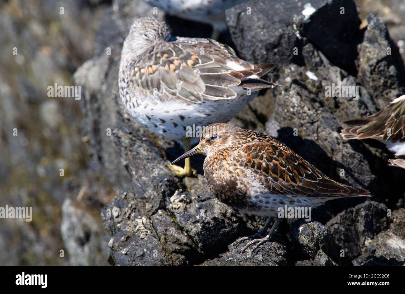 Adult Rock Sandpiper (Calidris ptilocnemis) in full breeding plumage ...
