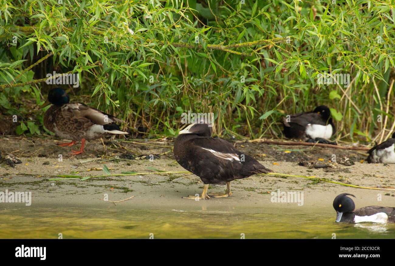 Adult Common Eider (Somateria mollissima) in eclipse plumage. This male ...