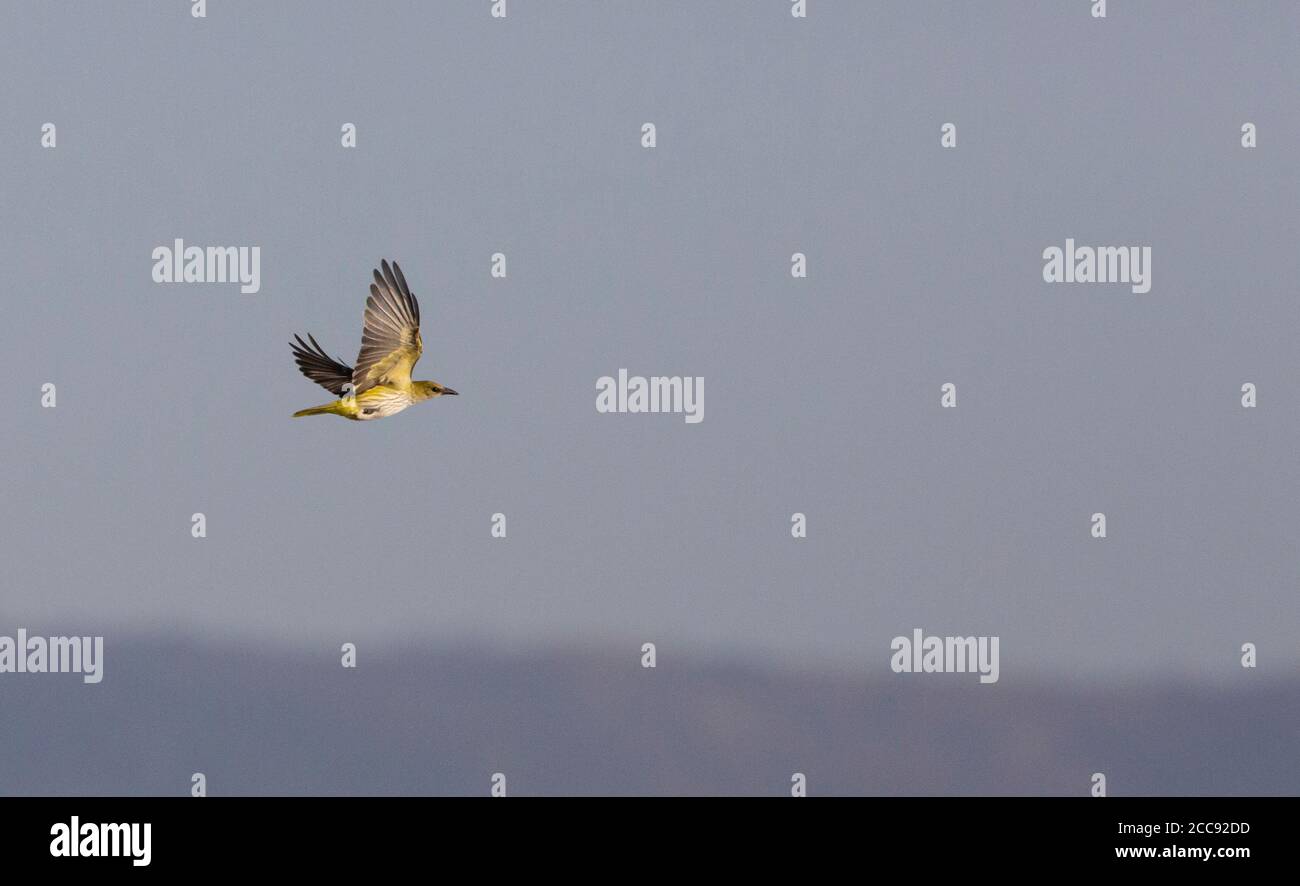 Oriole flying hi-res stock photography and images - Alamy