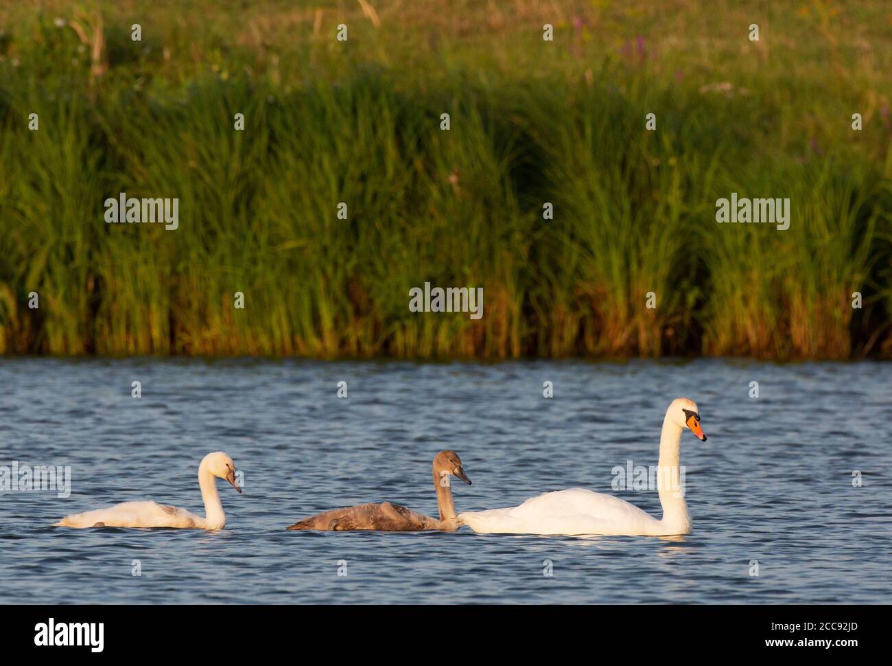 Normal morph hi-res stock photography and images - Alamy