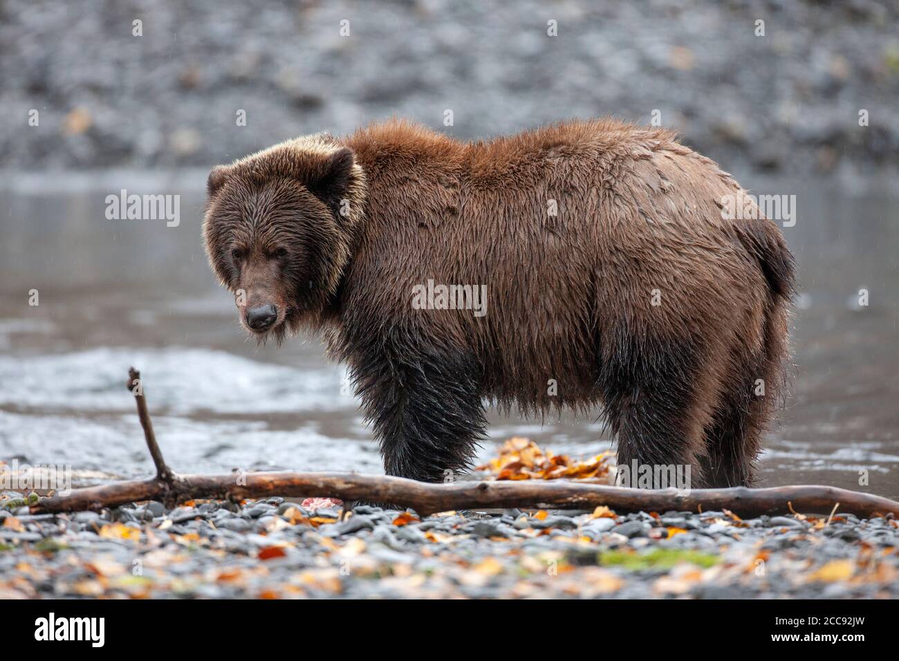 Bear wet coat hi-res stock photography and images - Alamy