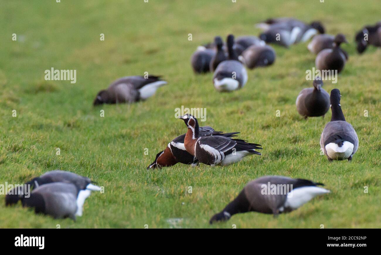 First winter Red-breasted Goose (Branta ruficollis) showing it's ...