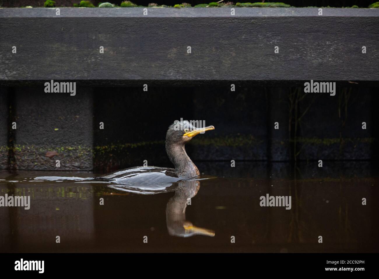 First-winter European Shag (Phalacrocorax aristotelis) wintering on ...