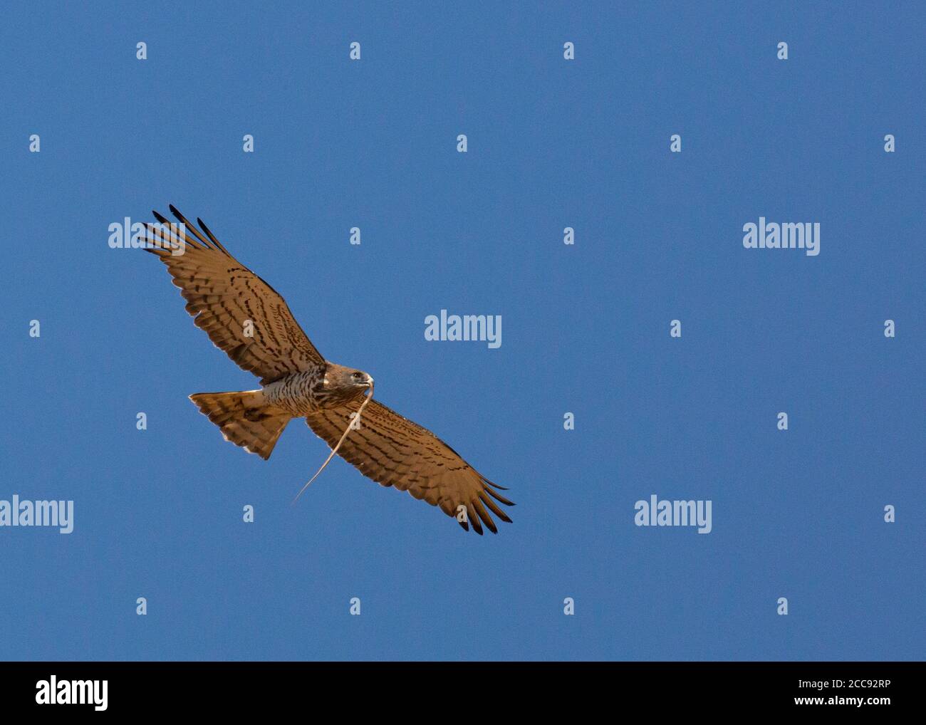 Adult Short-toed Eagle (Circaetus gallicus) with caught snake in ...