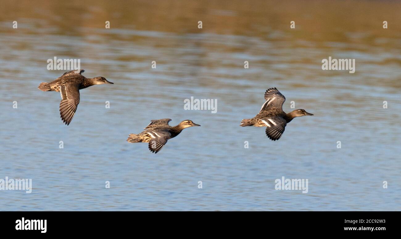 Adult female Garganey (Anas querquedula) flying in between a juvenile ...