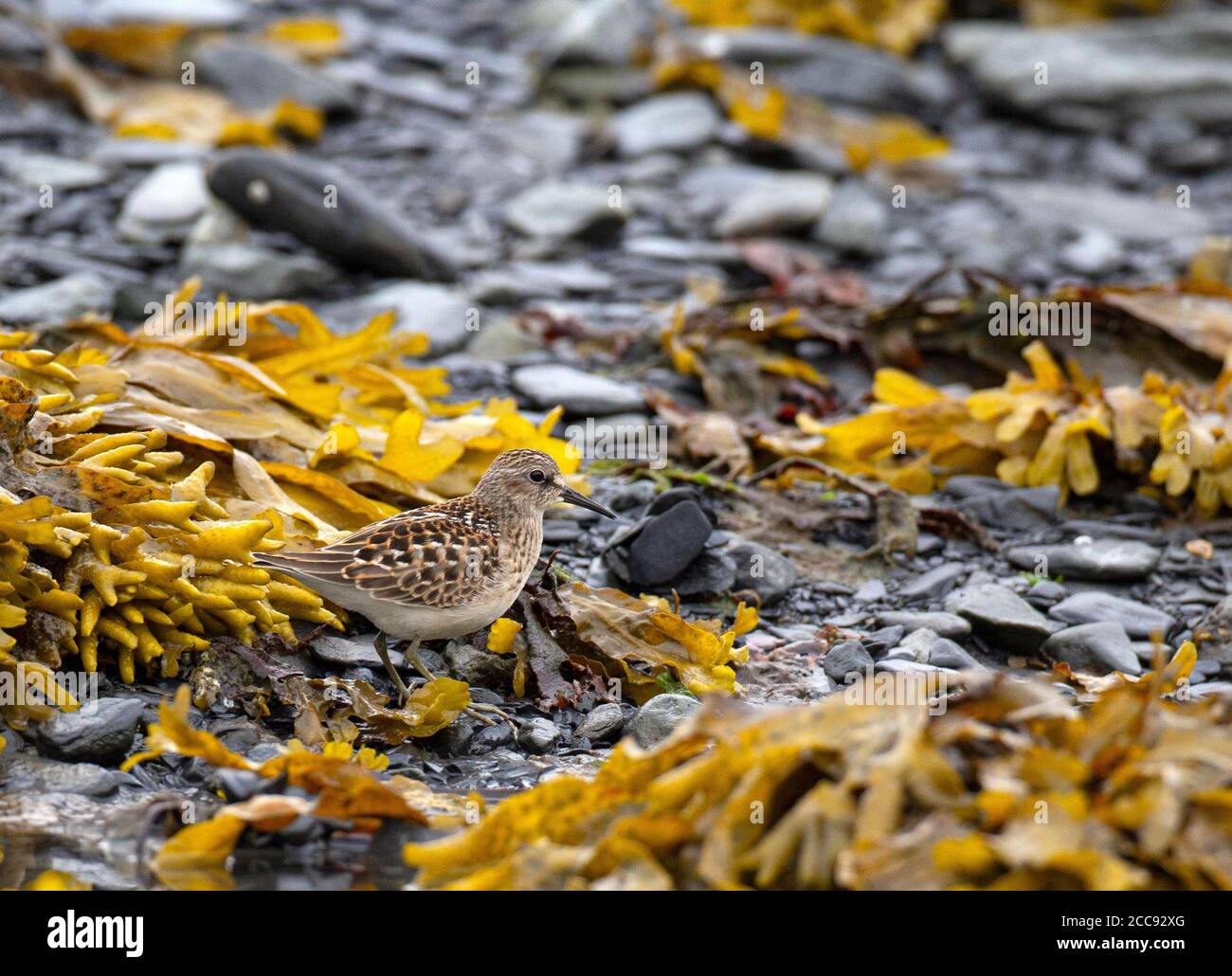 Intermediate morph Juvenile Least Sandpiper (Calidris minutilla) in ...