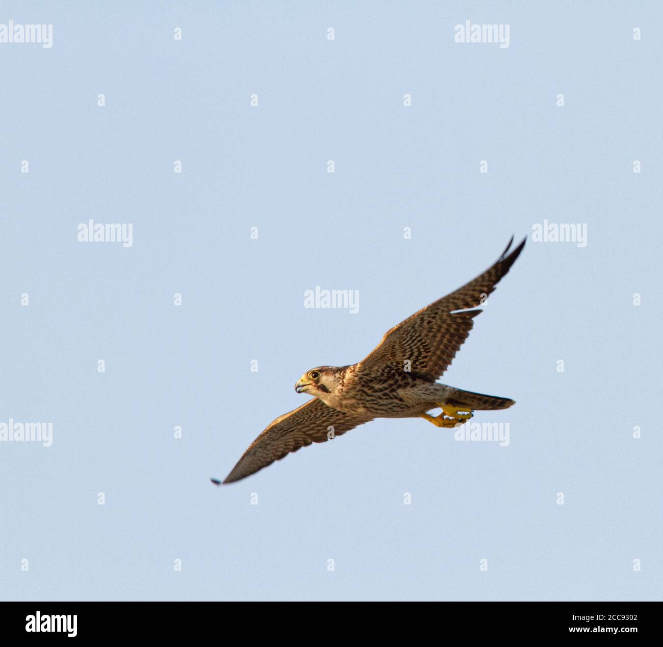 Callidus hi-res stock photography and images - Alamy