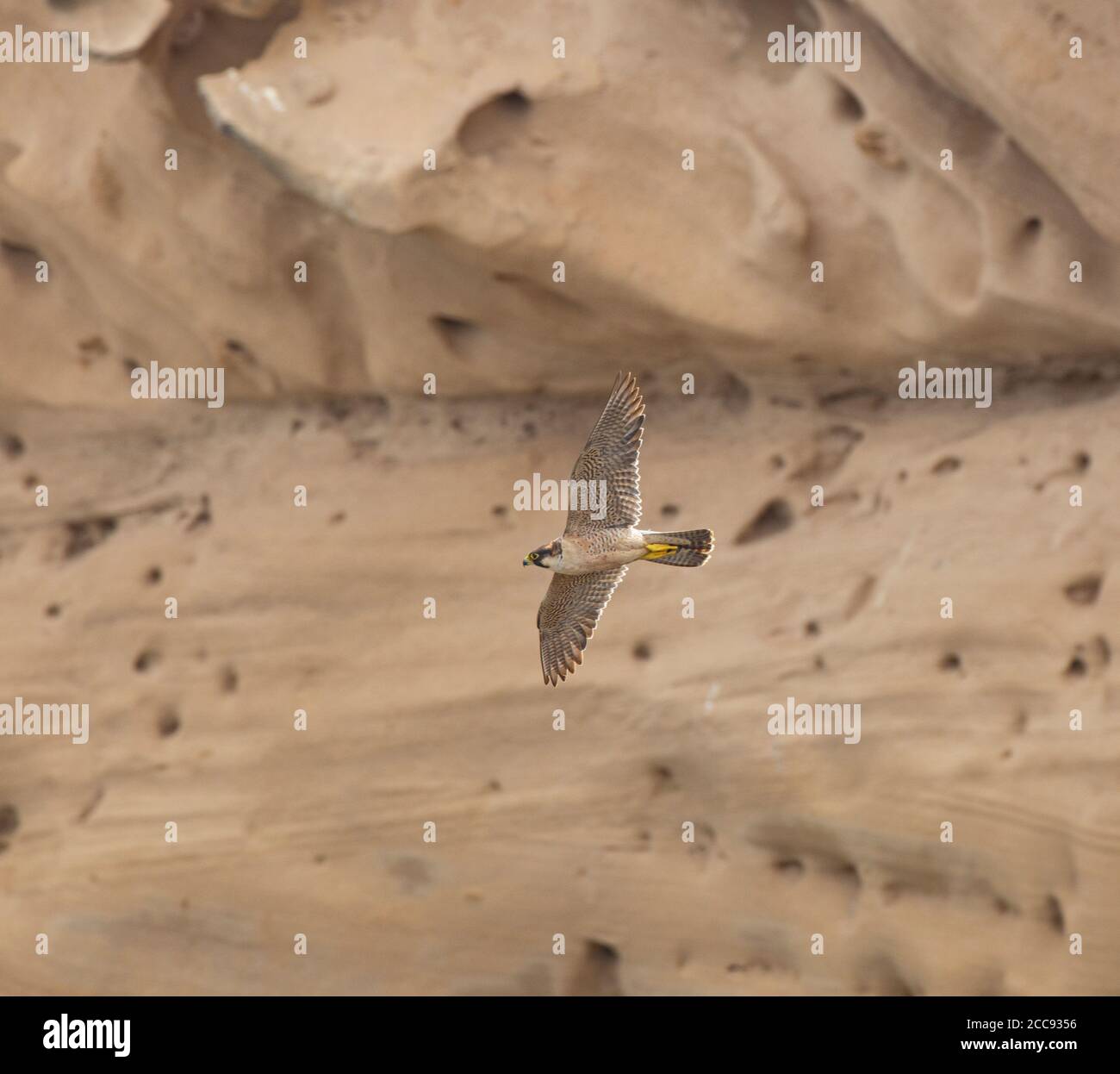 Adult Barbary Falcon (Falco peregrinus pelegrinoides) patrolling in ...