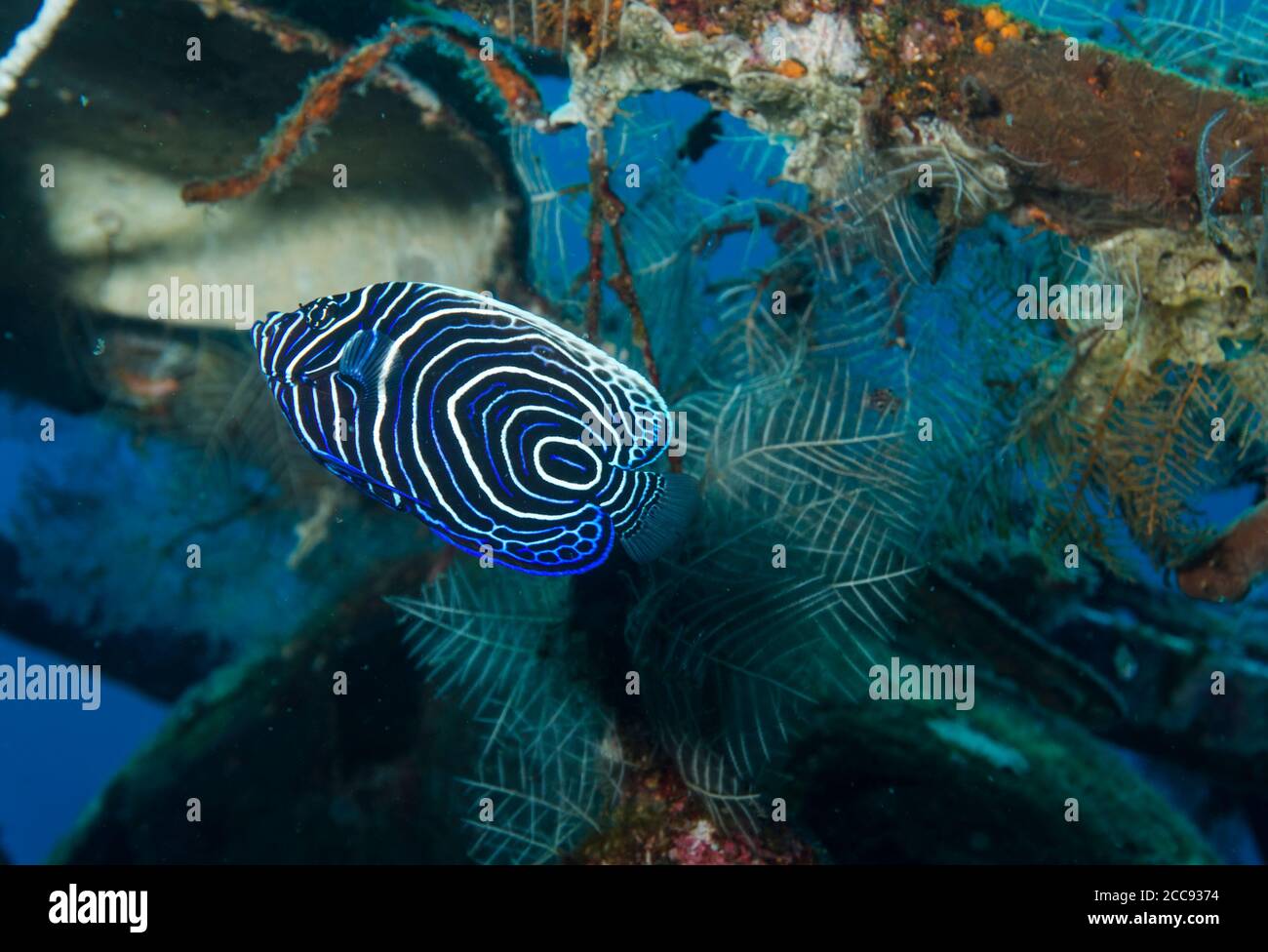 Imperator imperial fish hi-res stock photography and images - Alamy