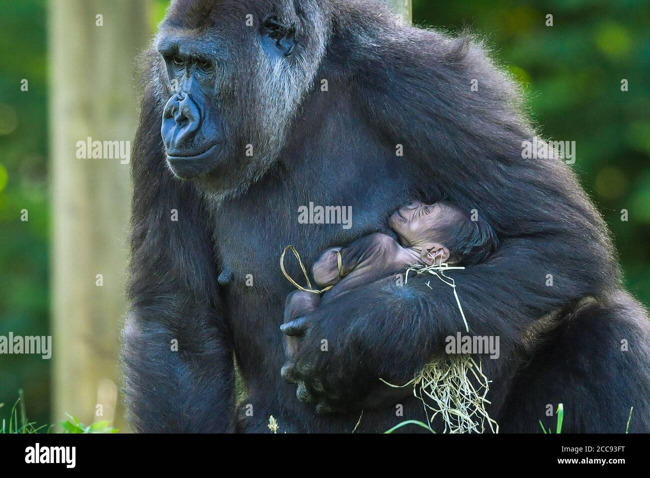 Nine-year-old Kala, a western lowland gorilla, with her 24-hour-old ...