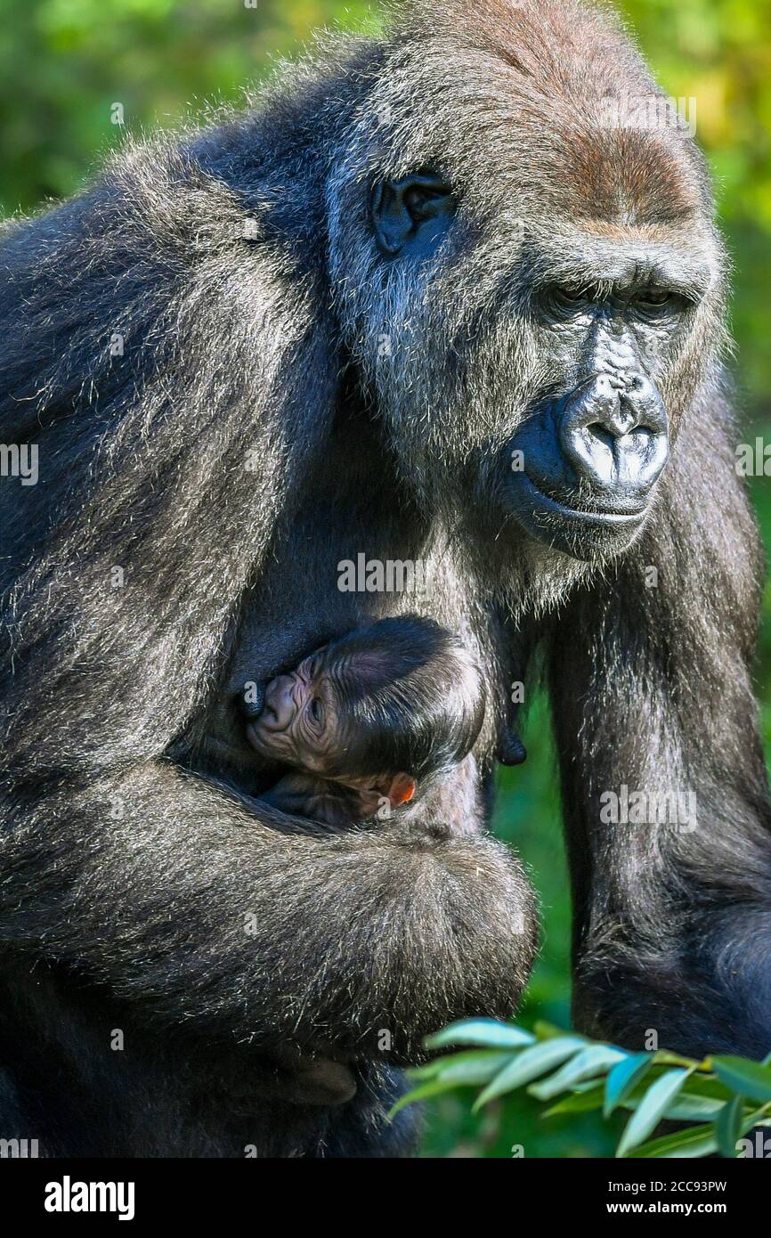 Nine-year-old Kala, a western lowland gorilla, with her 24-hour-old ...