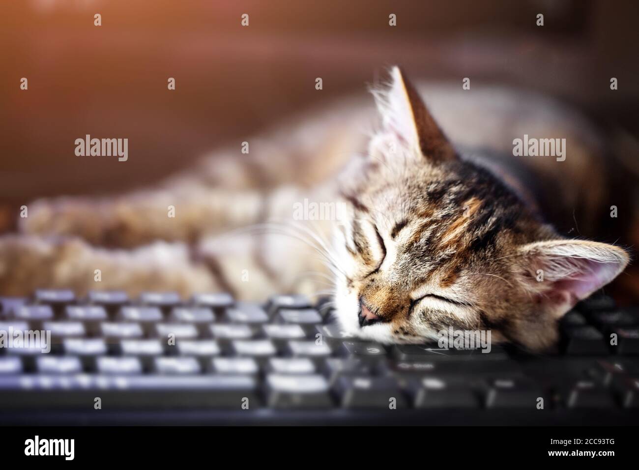 Sleepy Kitten Keyboard